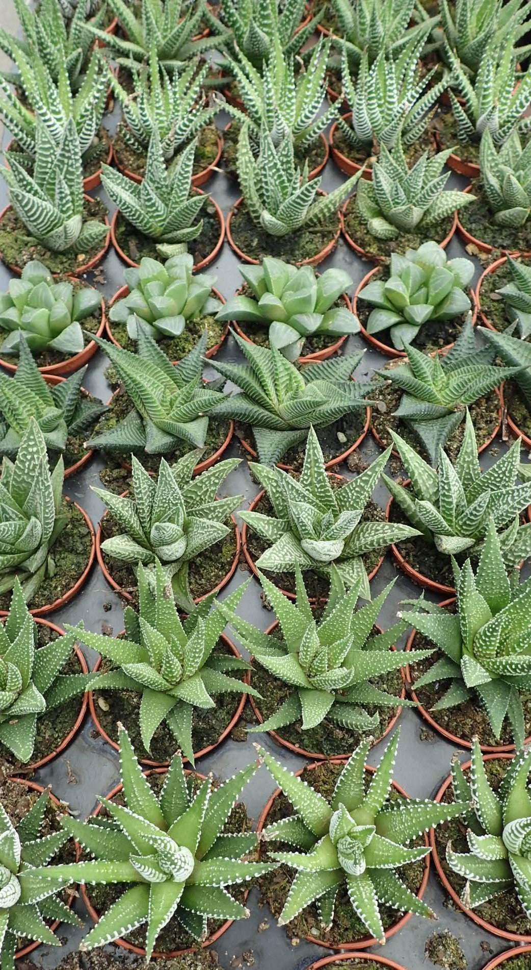 Grafted Cactus – Florida Cactus Inc.
