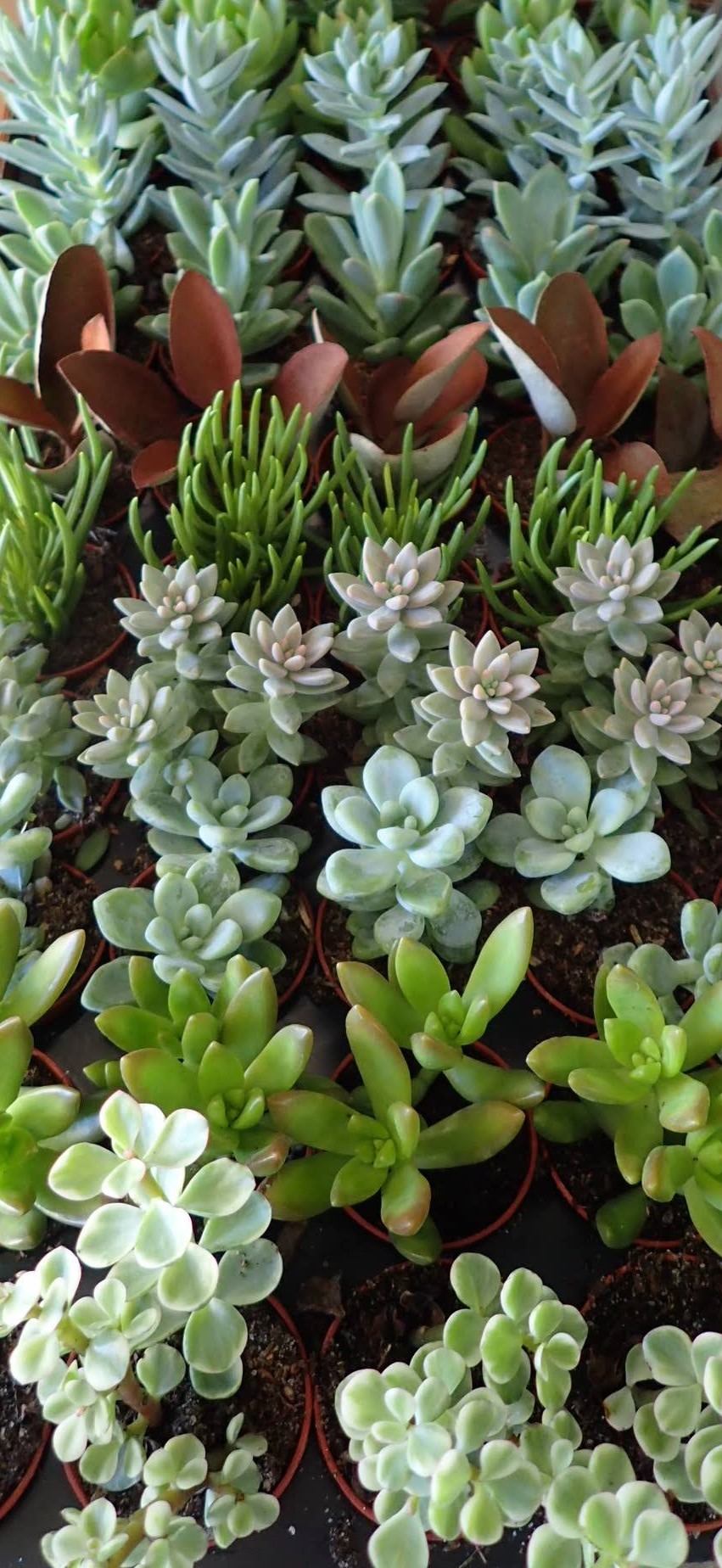 2in Succulents Asst – Florida Cactus Inc.