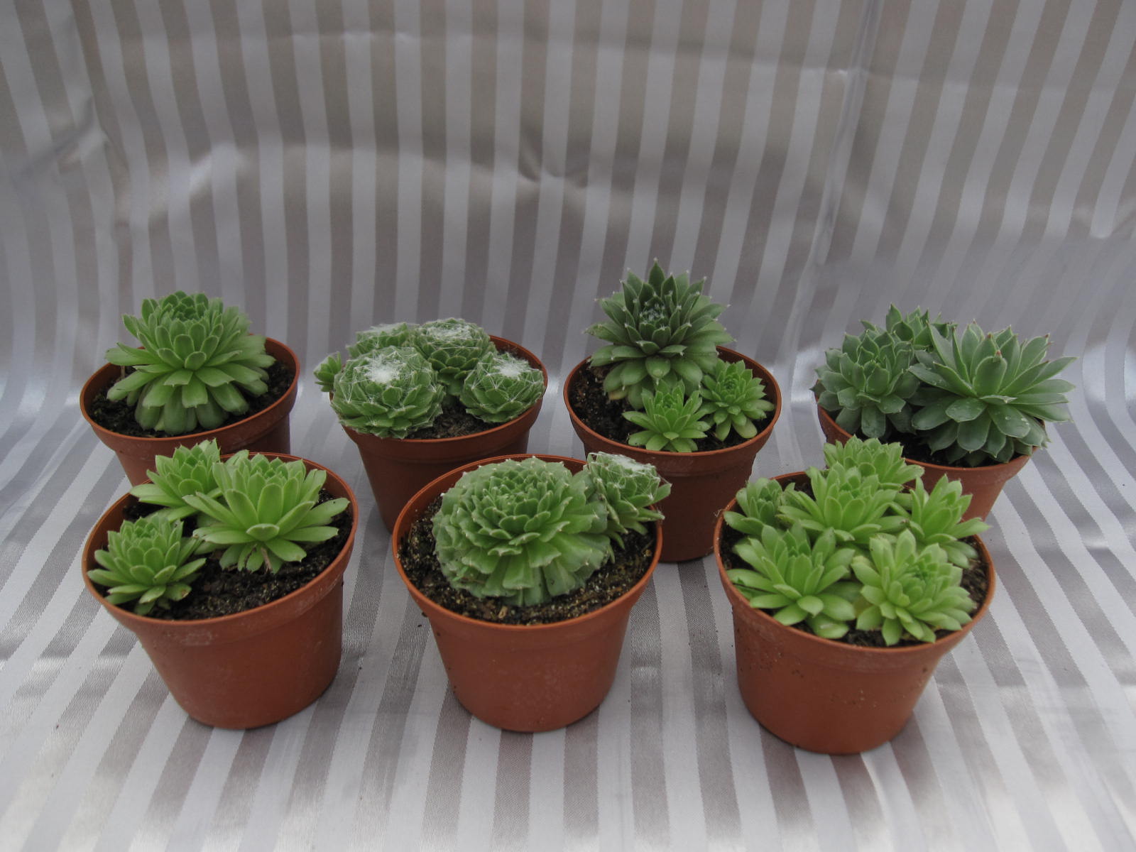 Florida Cactus Inc.