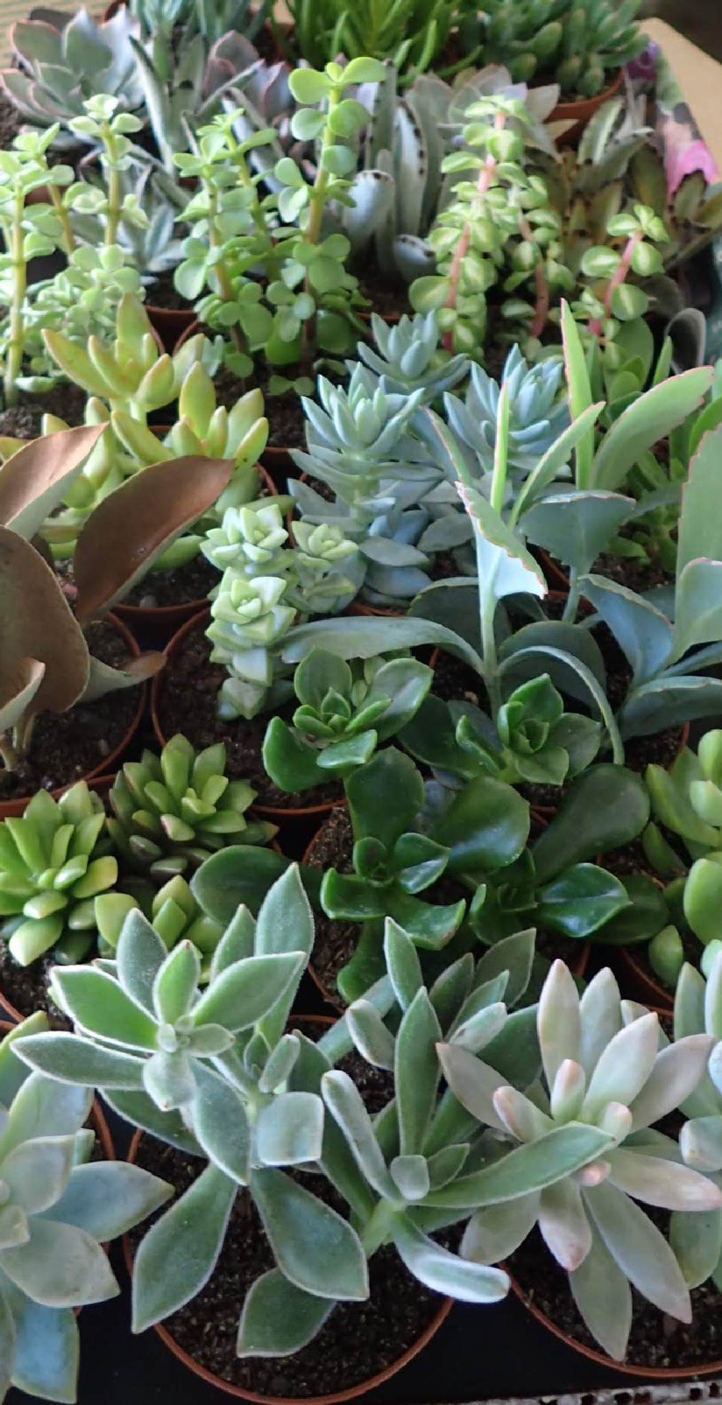 3in Succulents Asst. – Florida Cactus Inc.