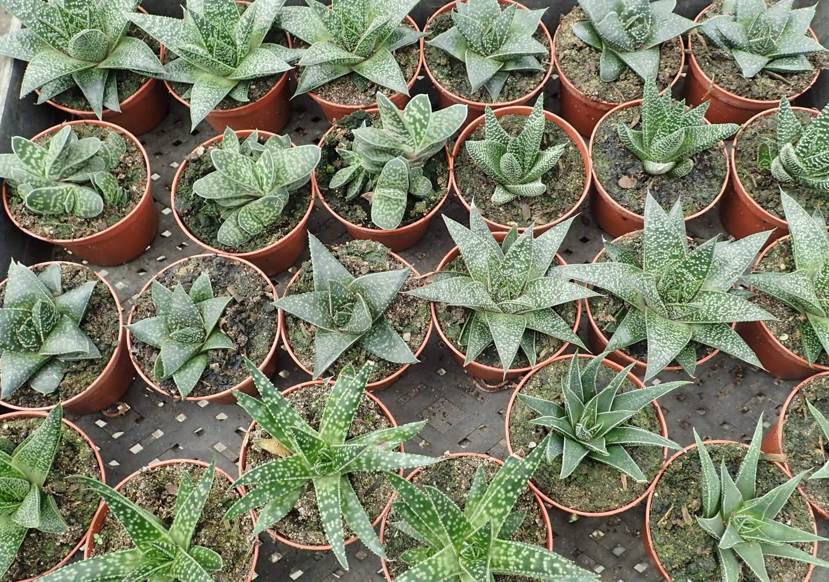 Grafted Cactus – Florida Cactus Inc.