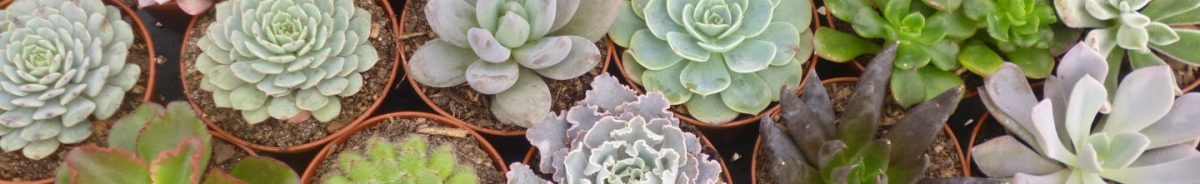 Contact – Florida Cactus Inc.