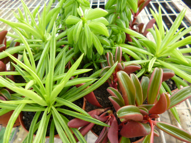 Florida Cactus Inc.