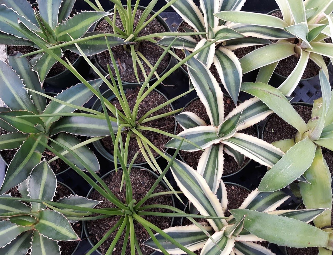 Grafted Cactus – Florida Cactus Inc.
