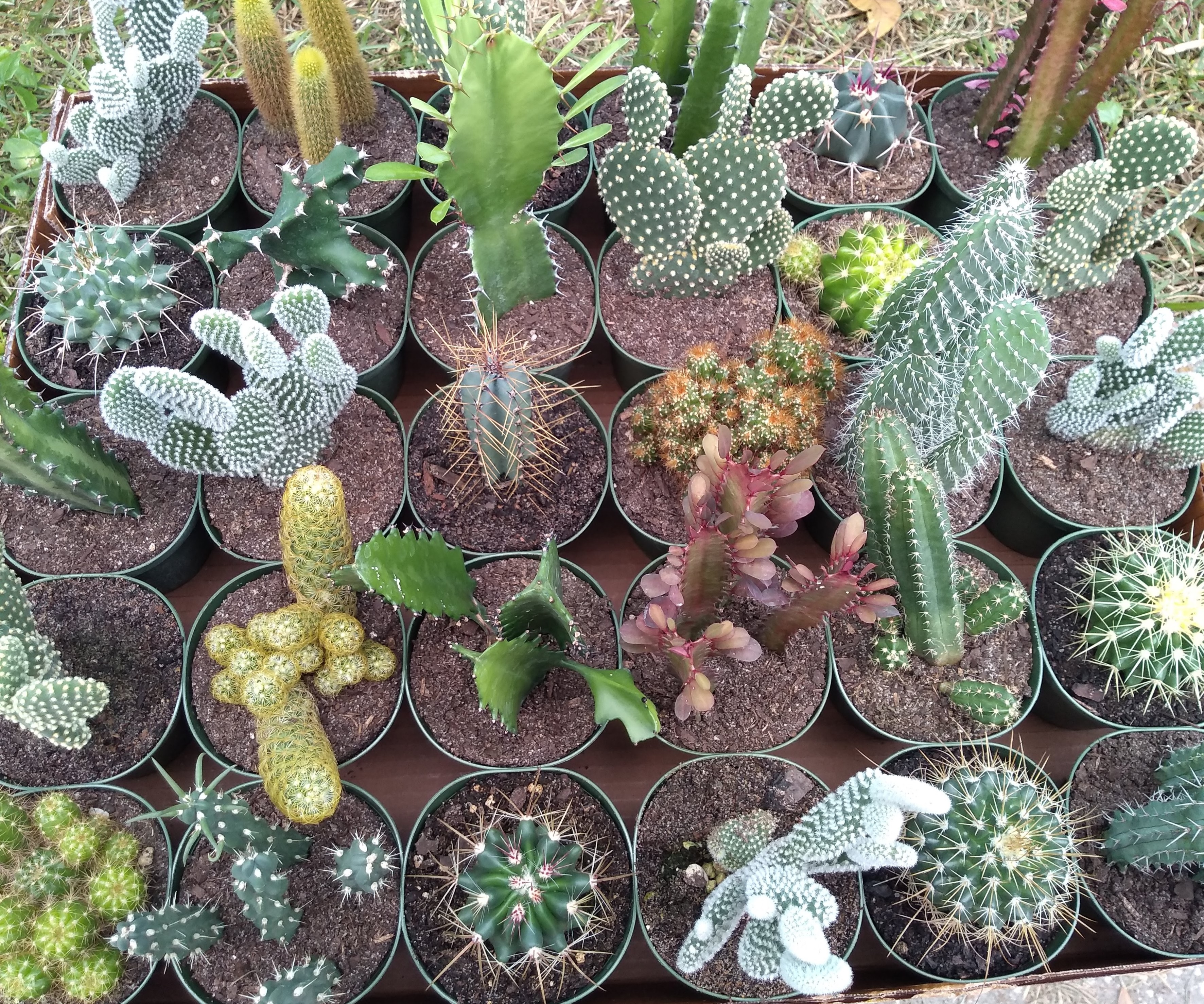 4in Cactus – Florida Cactus Inc.