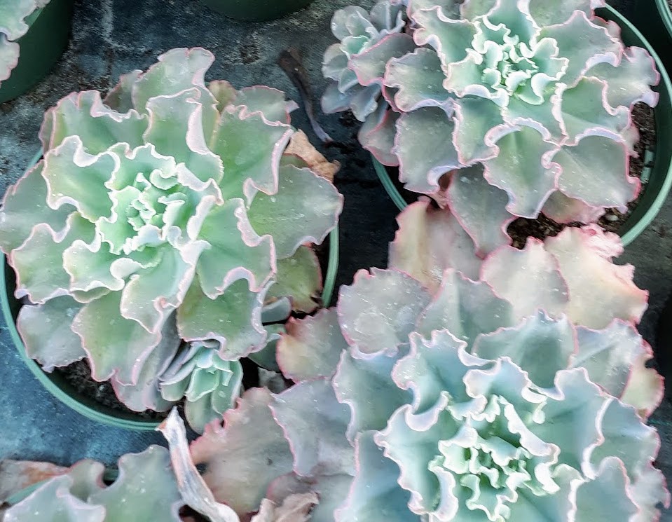 8in ruffle echeveria – Florida Cactus Inc.