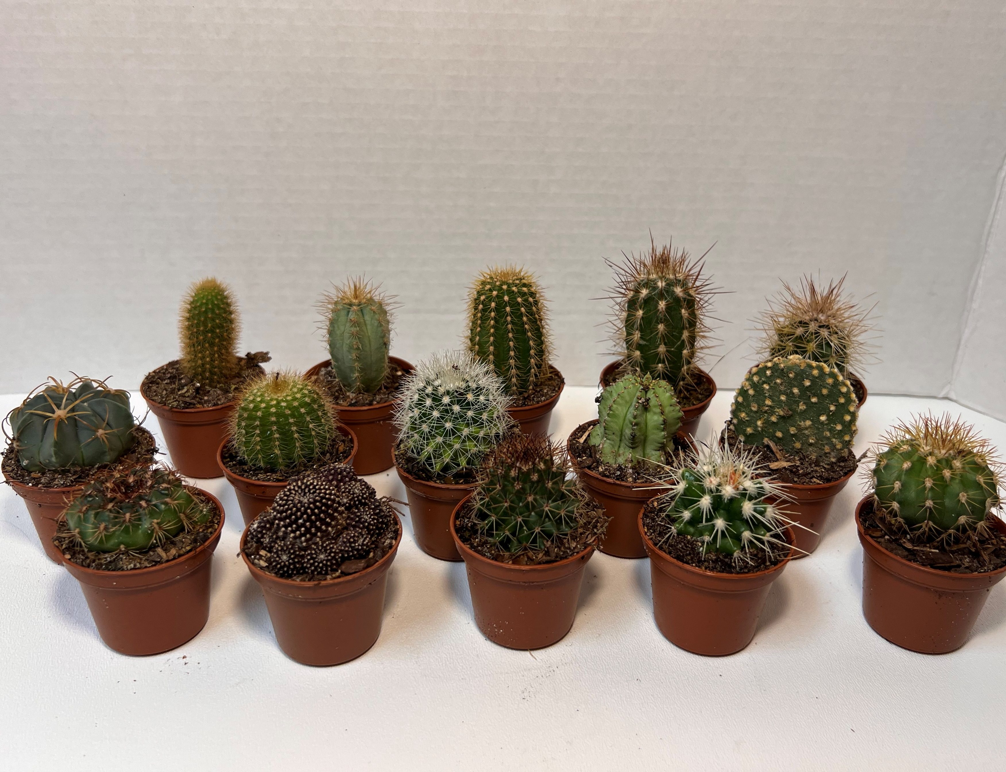 Grafted Cactus – Florida Cactus Inc.