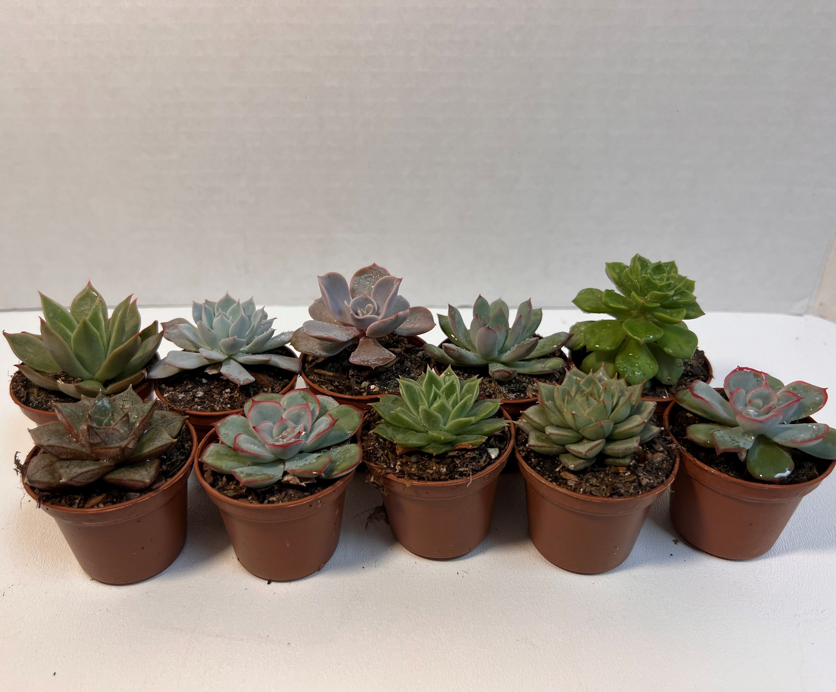 Florida Cactus Inc.