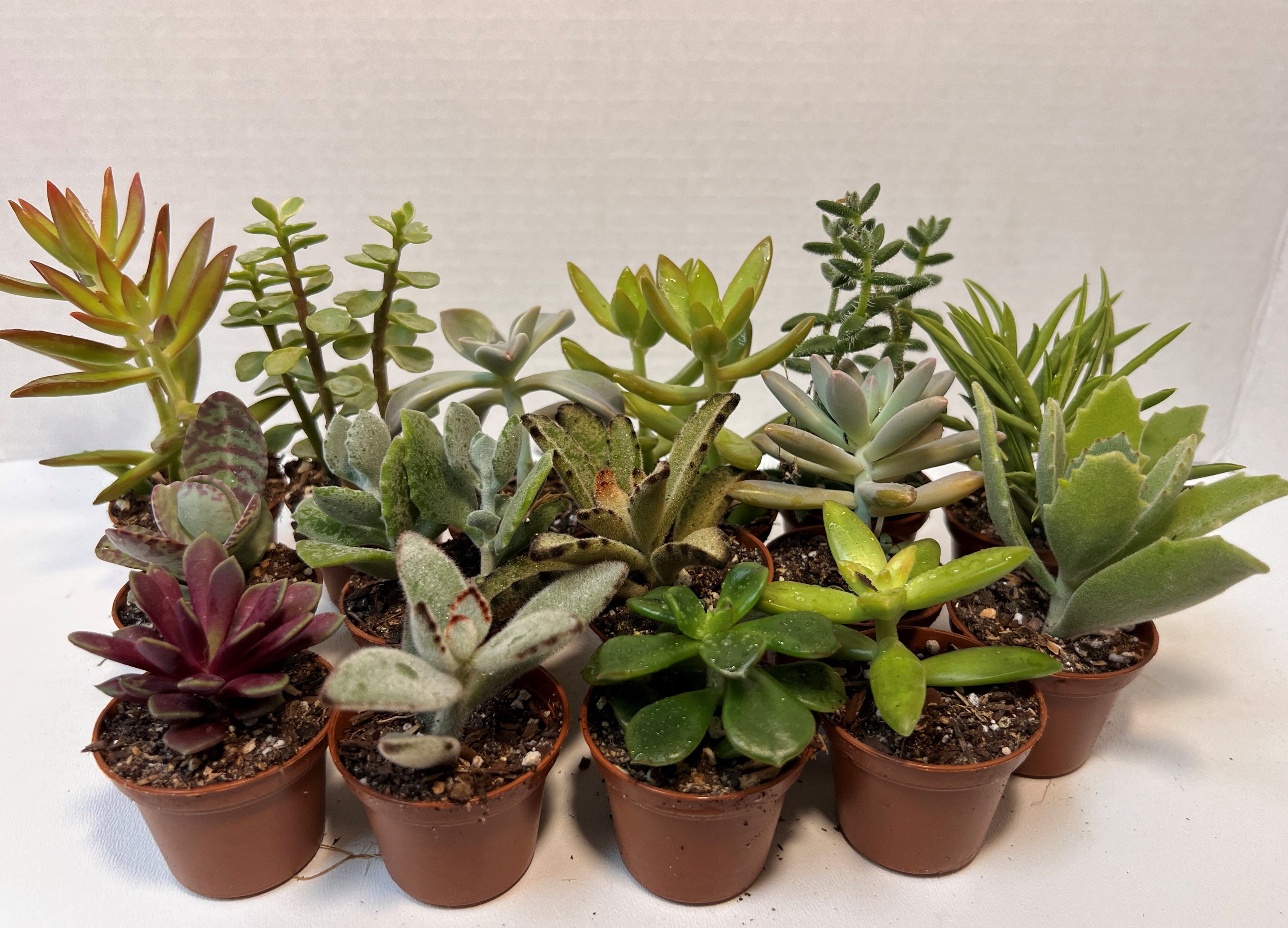 Florida Cactus Inc.