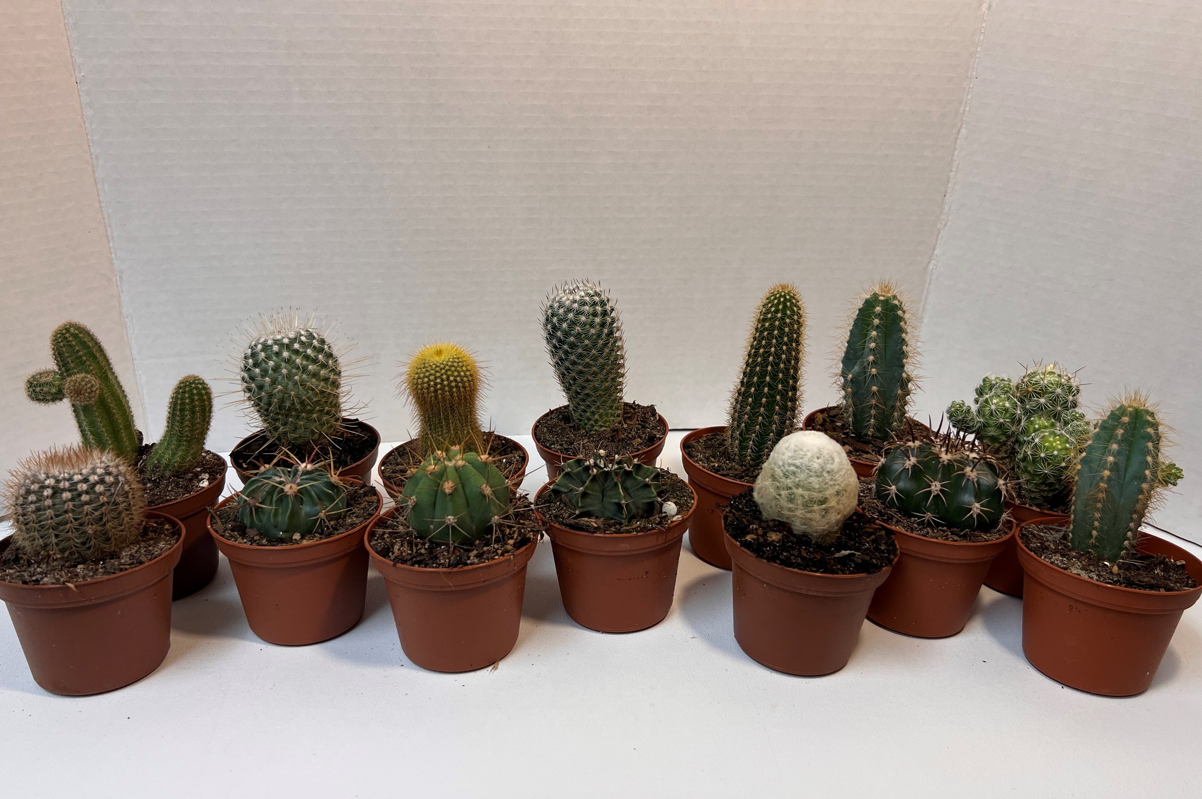Florida Cactus Inc.
