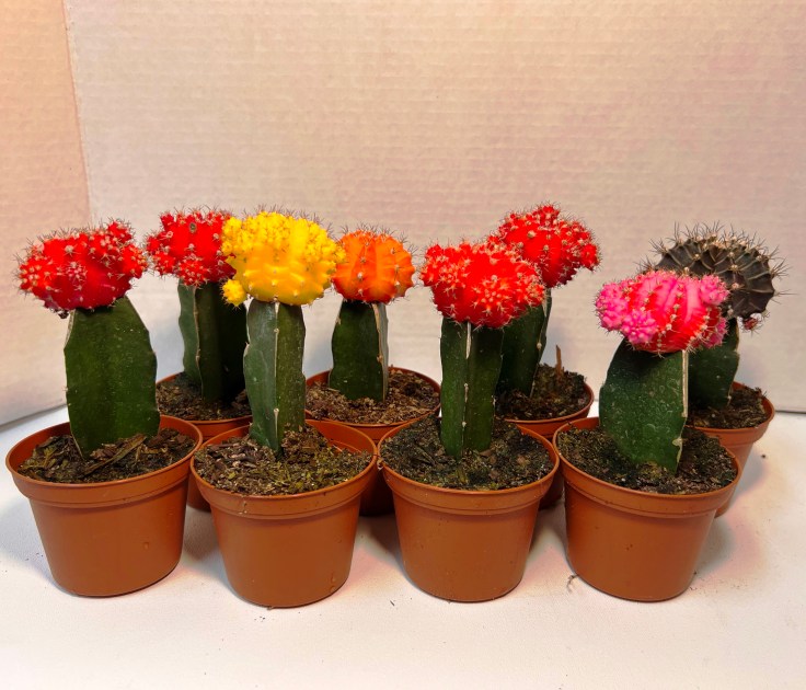 Grafted Cactus – Florida Cactus Inc.