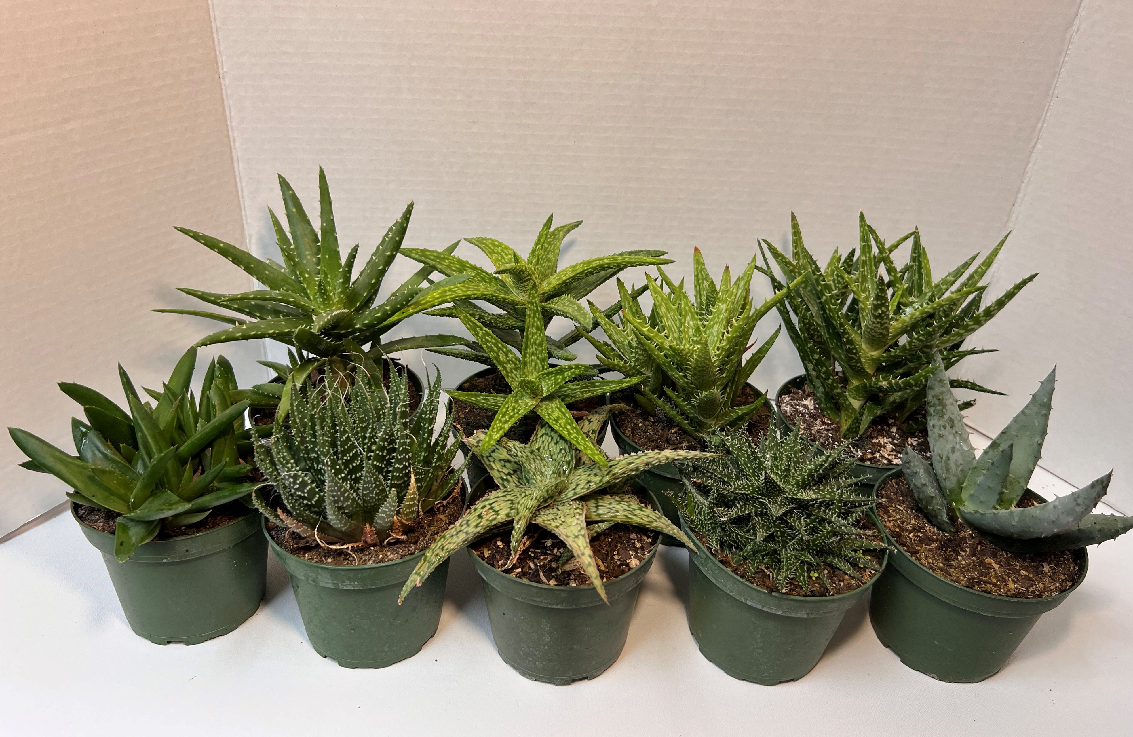Florida Cactus Inc.