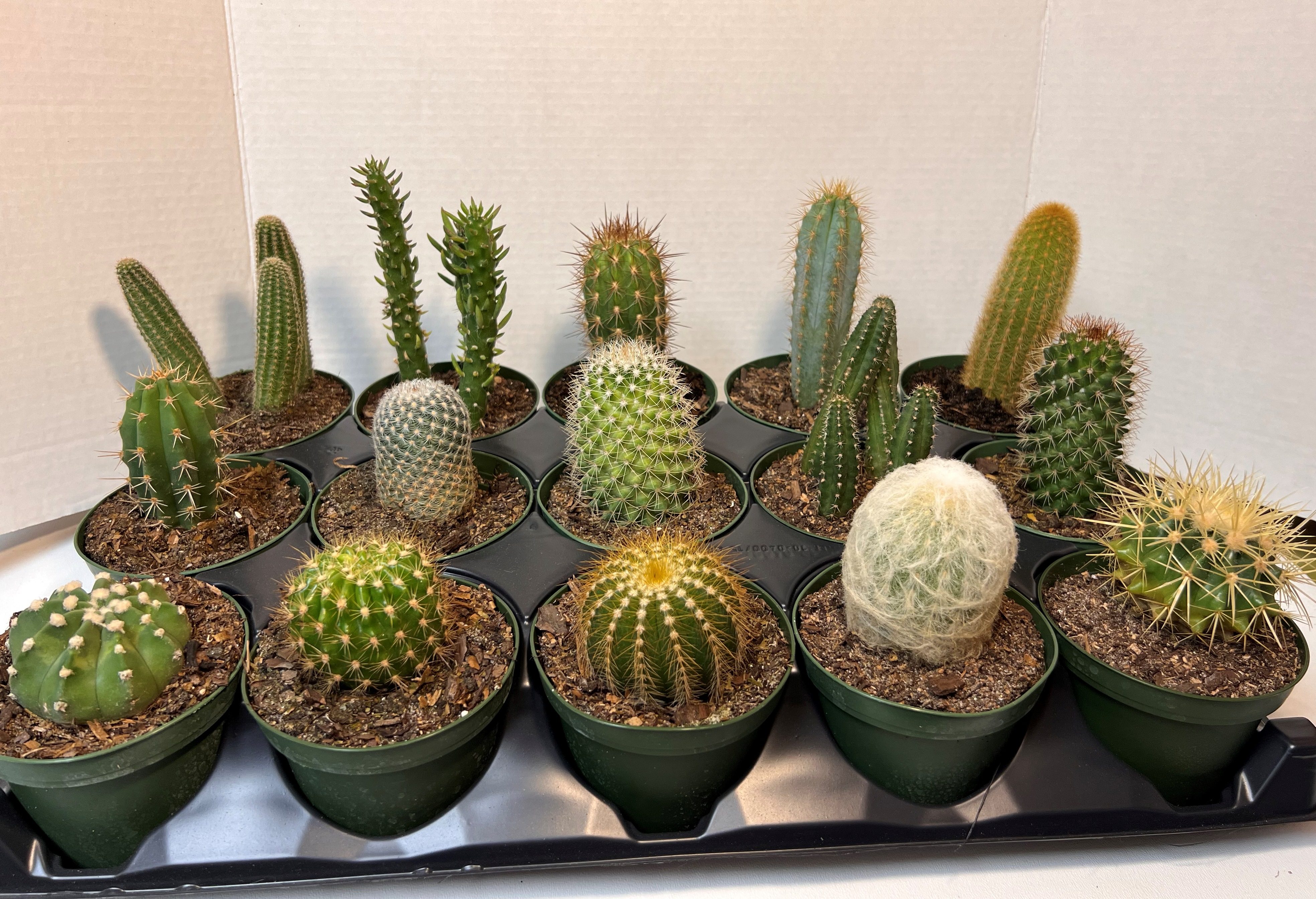 Grafted Cactus – Florida Cactus Inc.