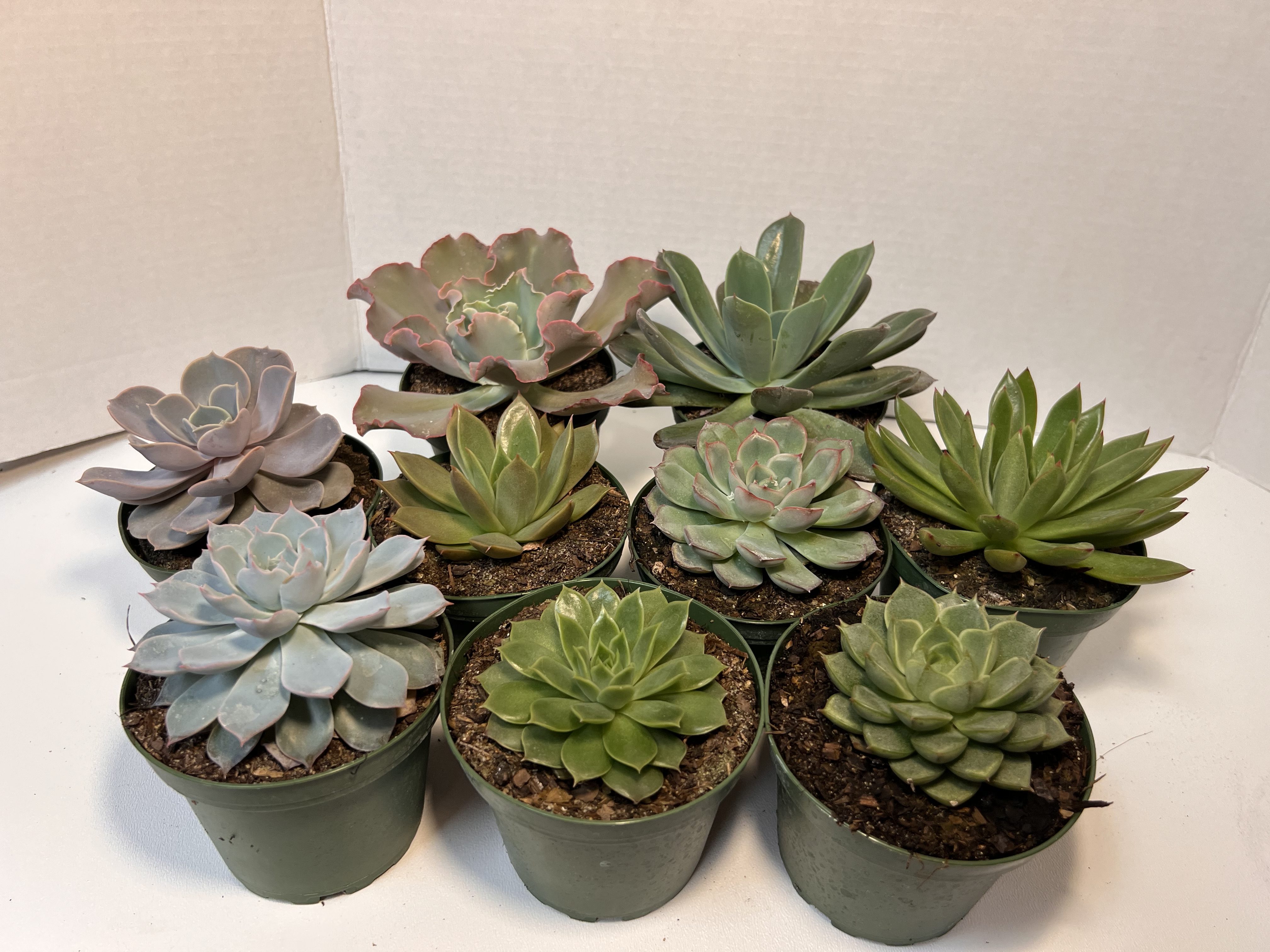 6in Echeveria Asst – Florida Cactus Inc.