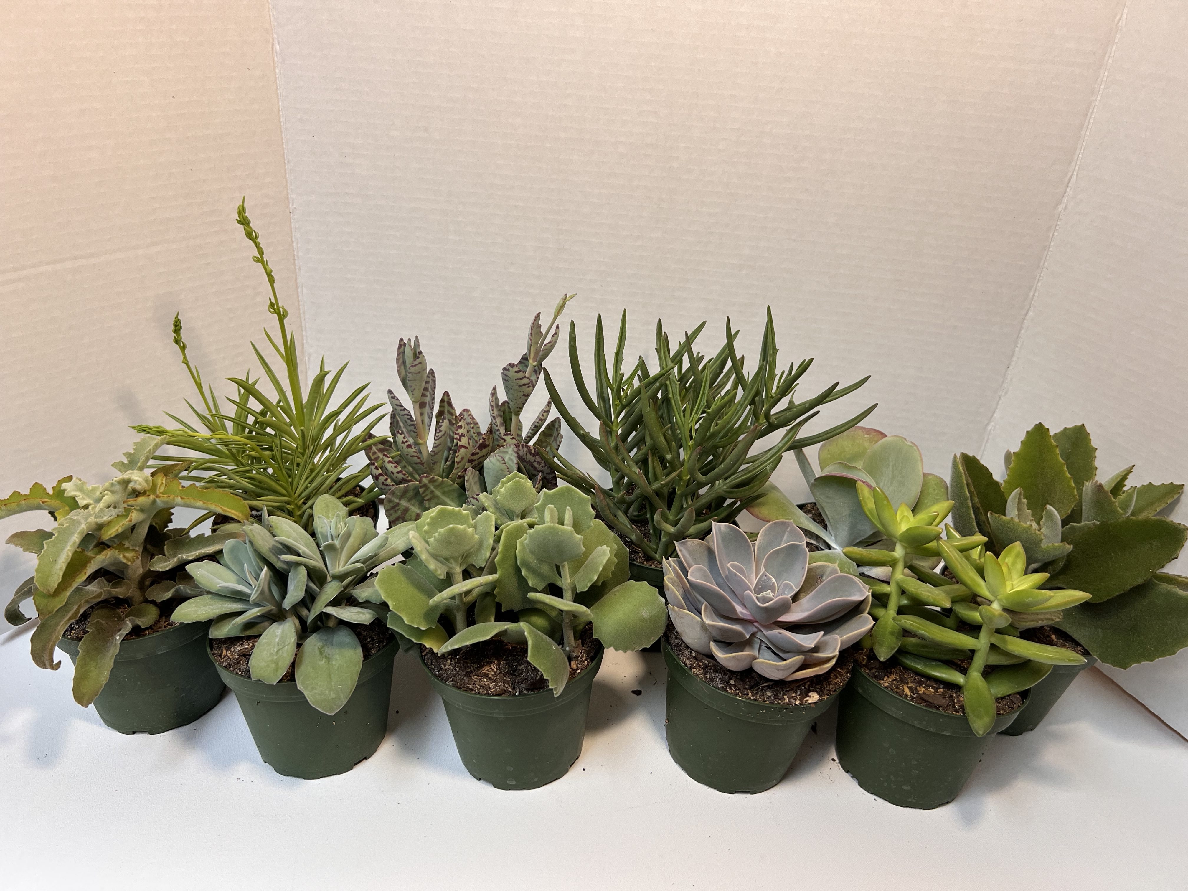 Florida Cactus Inc.