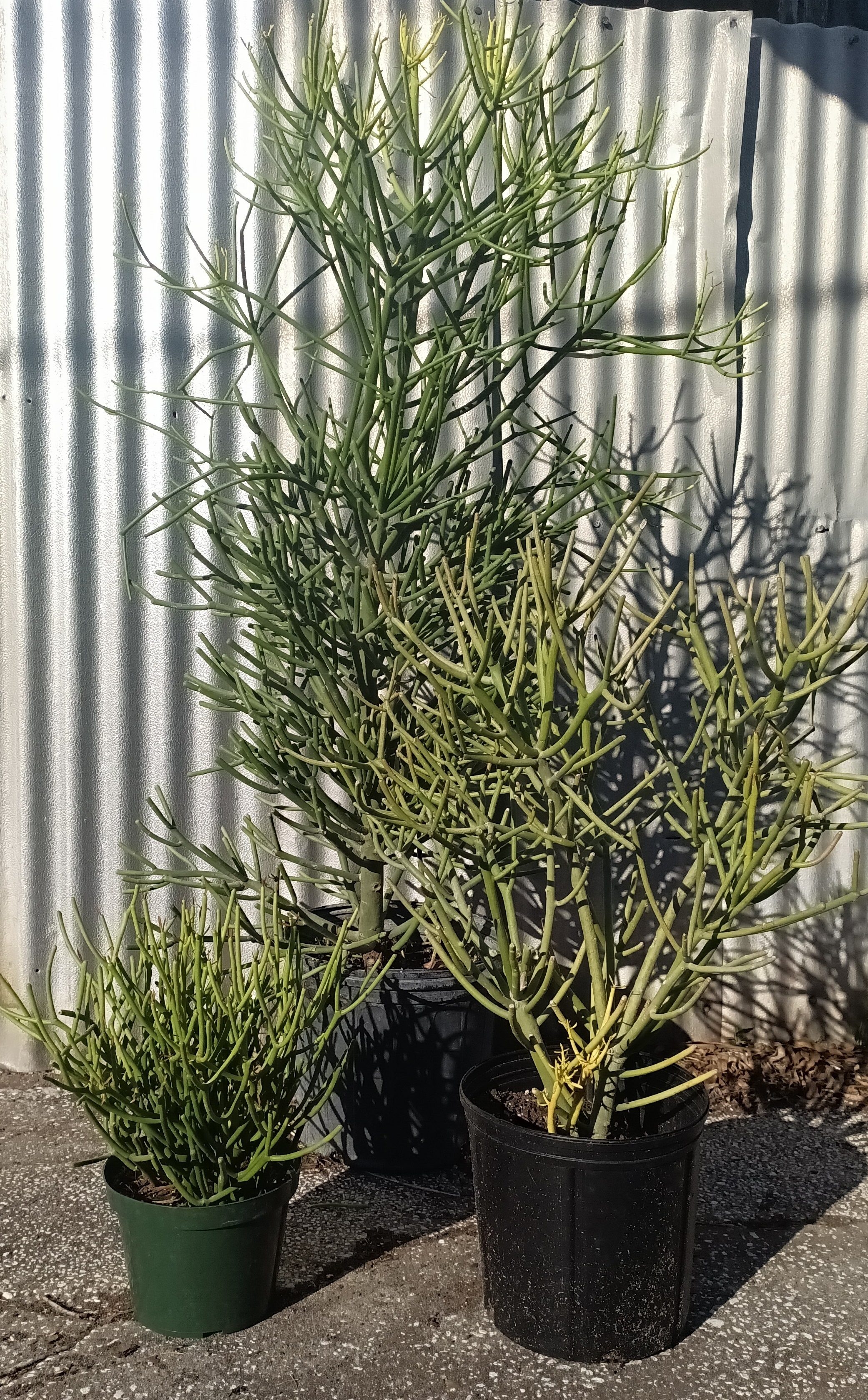 8in, 10in, 12in Pencil Cactus – Florida Cactus Inc.